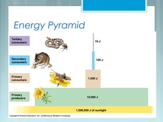 Food webs and trophic levels | PPT