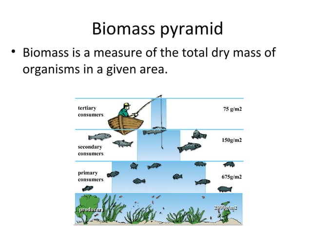 Food webs and trophic levels | PPT | Science