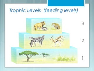Food webs and trophic levels | PPT