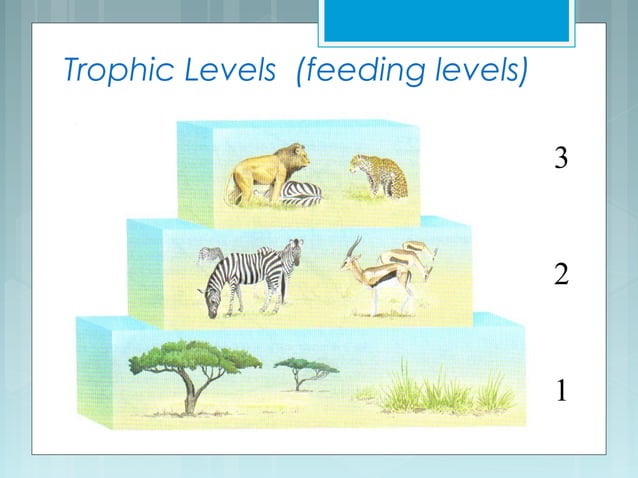 Food webs and trophic levels | PPT | Science