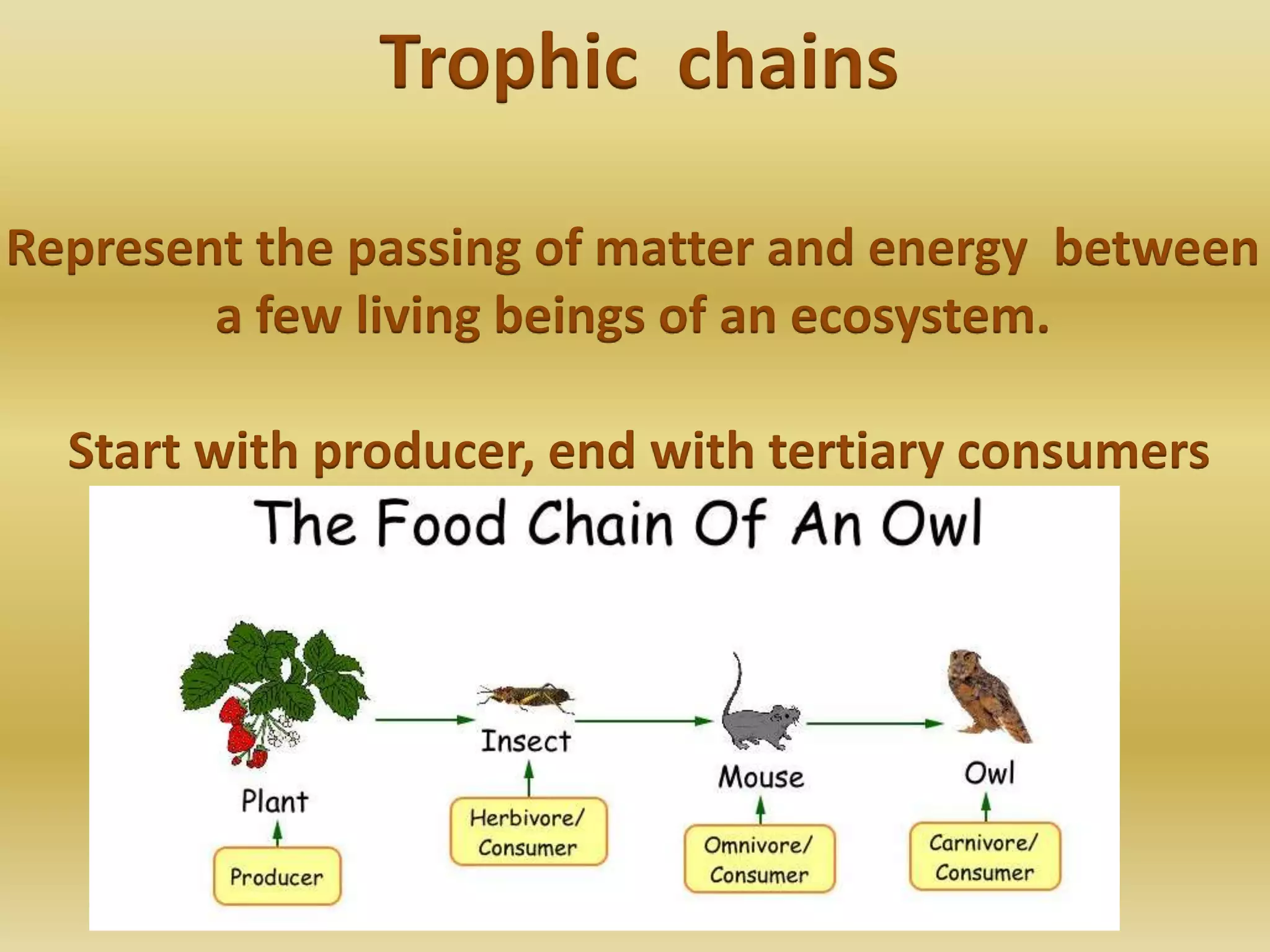 Food webs food chains | PPTX
