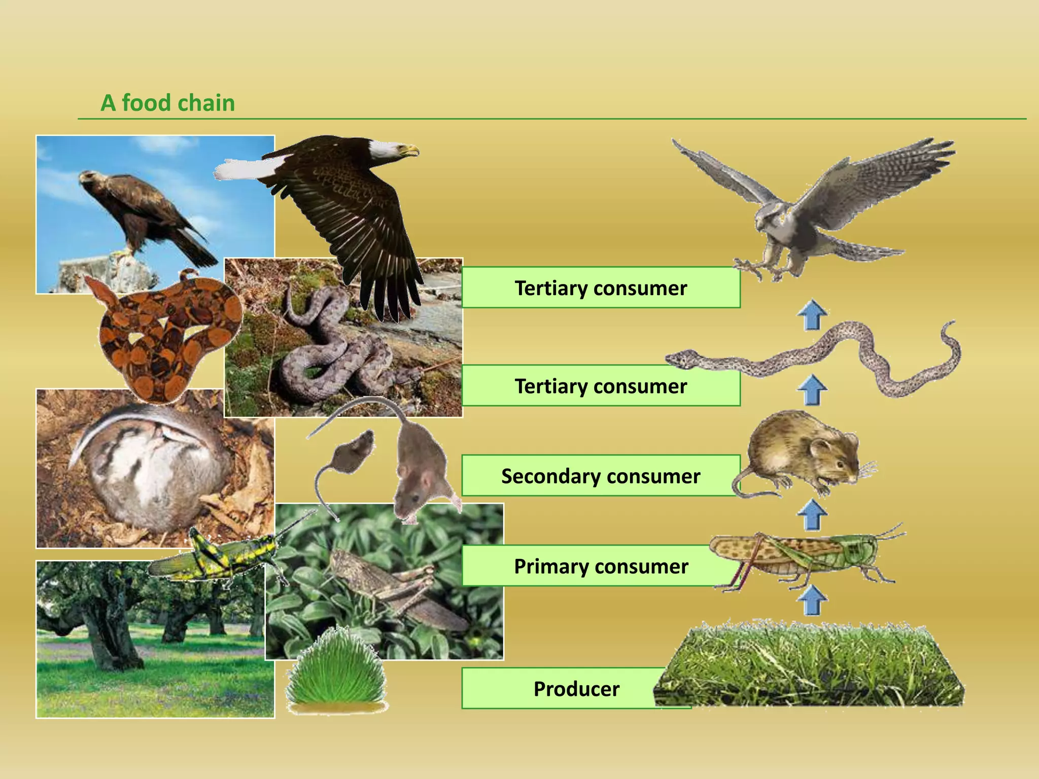 Food webs food chains | PPTX