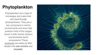 Food Web SlideShare for Ecology Notes Quiz in Canvas | PPTX | Fish and ...