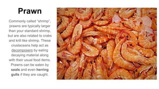 Food Web SlideShare for Ecology Notes Quiz in Canvas | PPTX