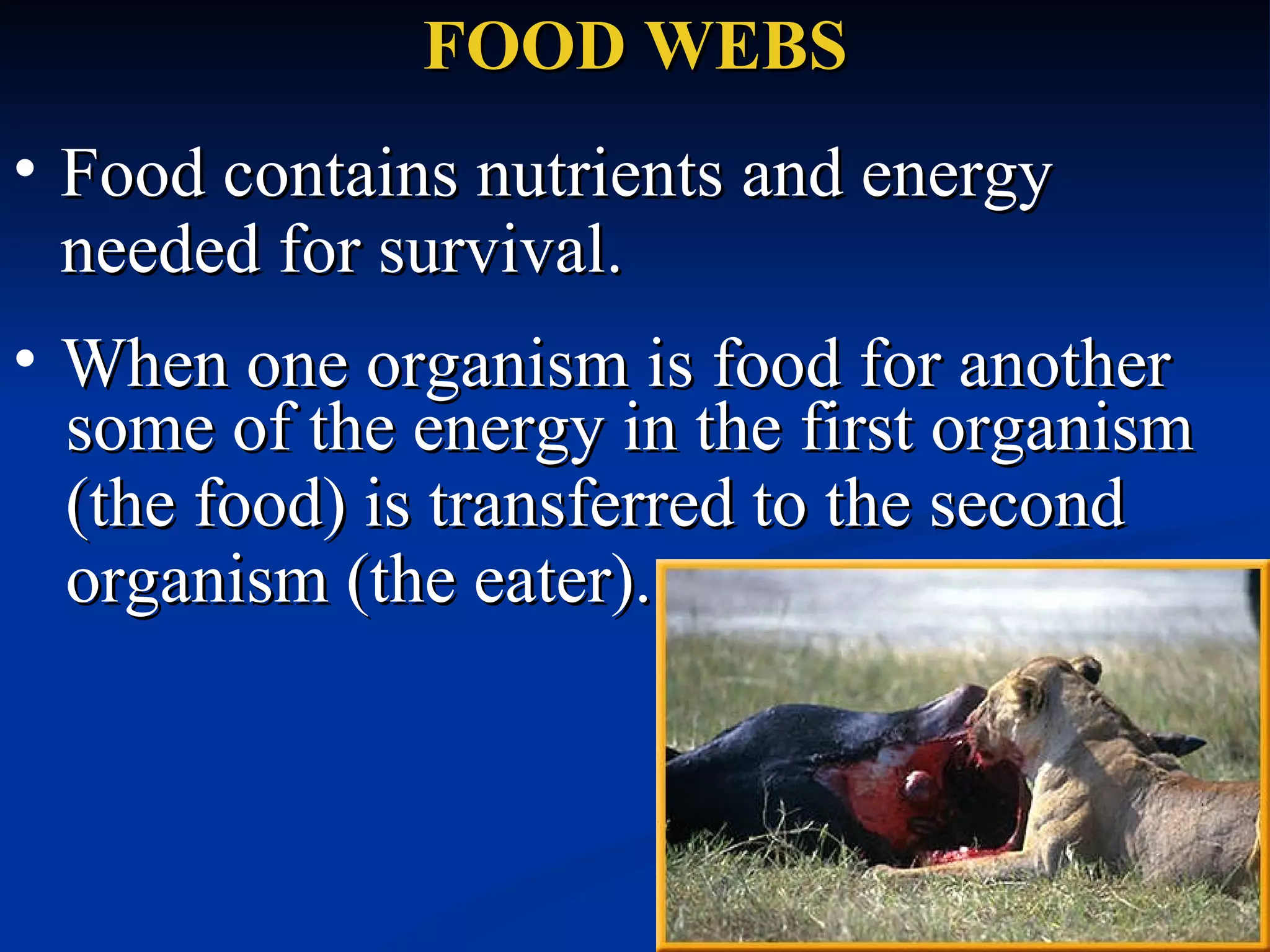 Food Webs Photosynthesis Q And A | PPT