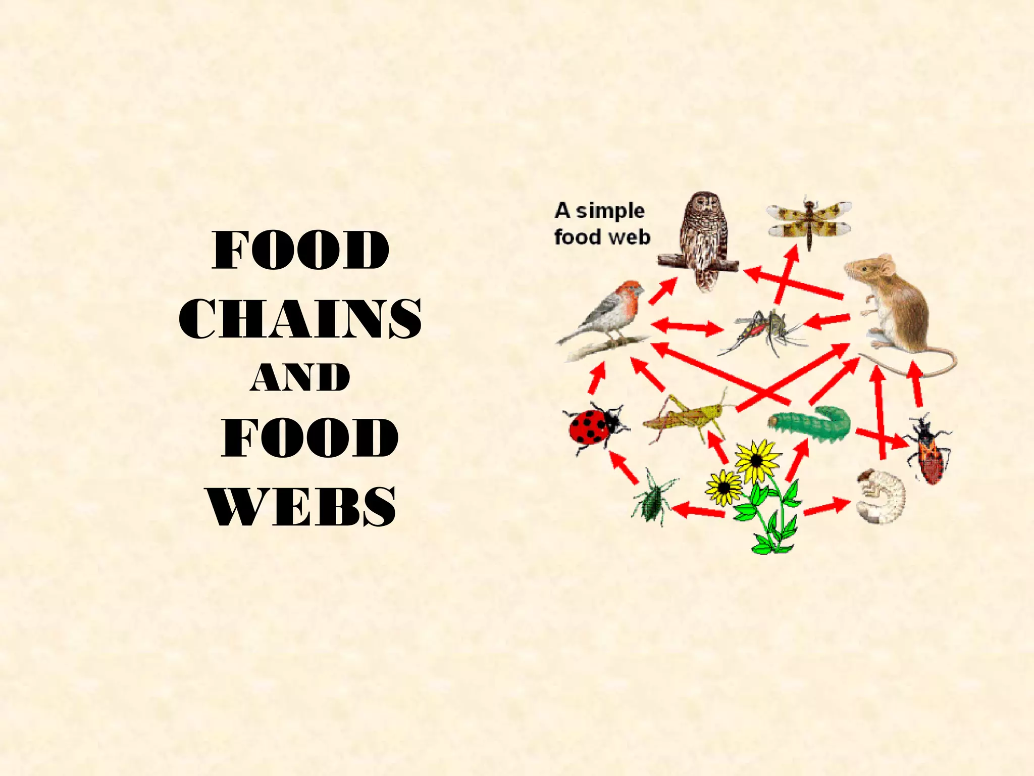 Food webs ppt | PPT