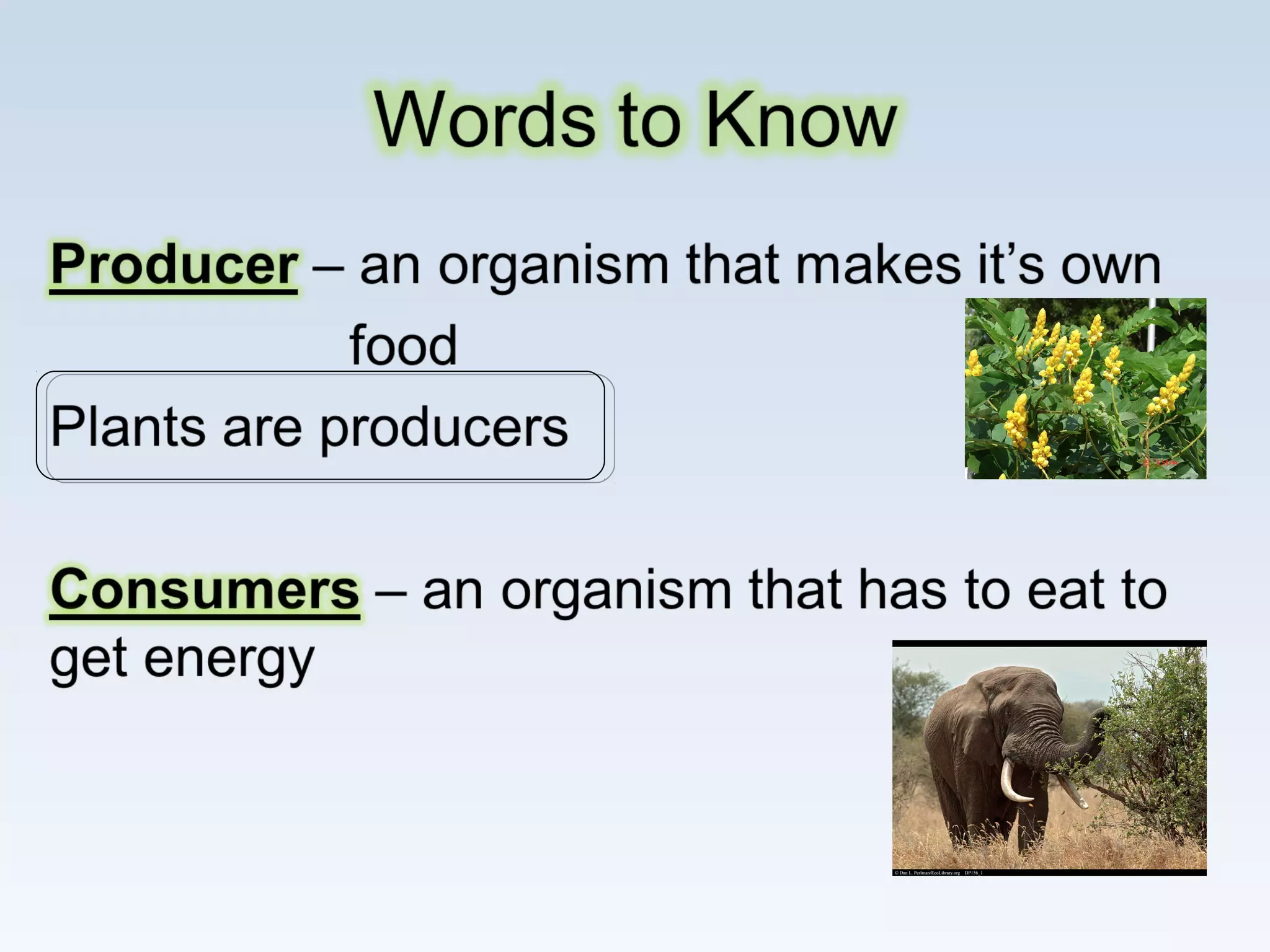 Food webs ppt | PPT