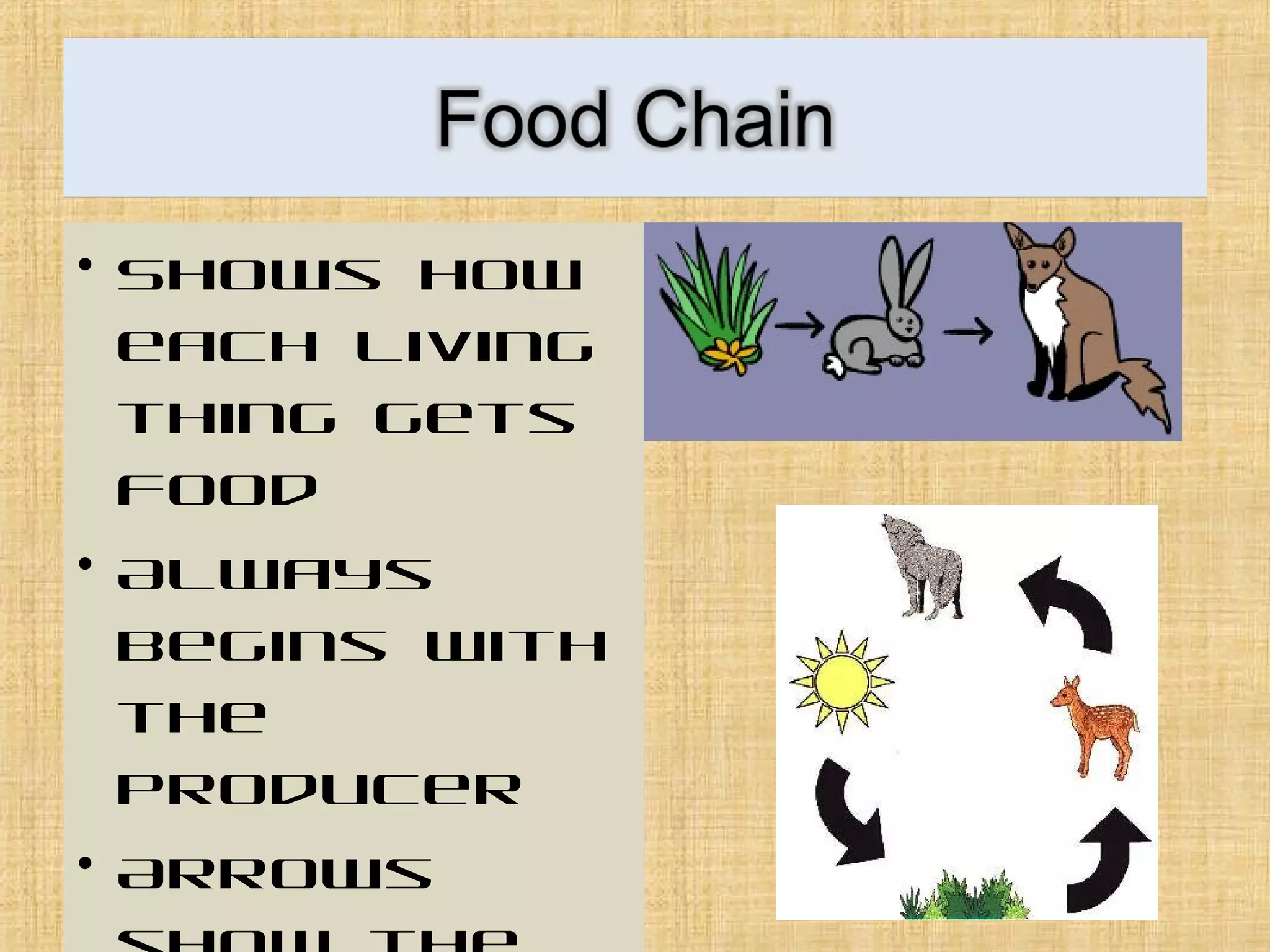 Food webs ppt | PPT