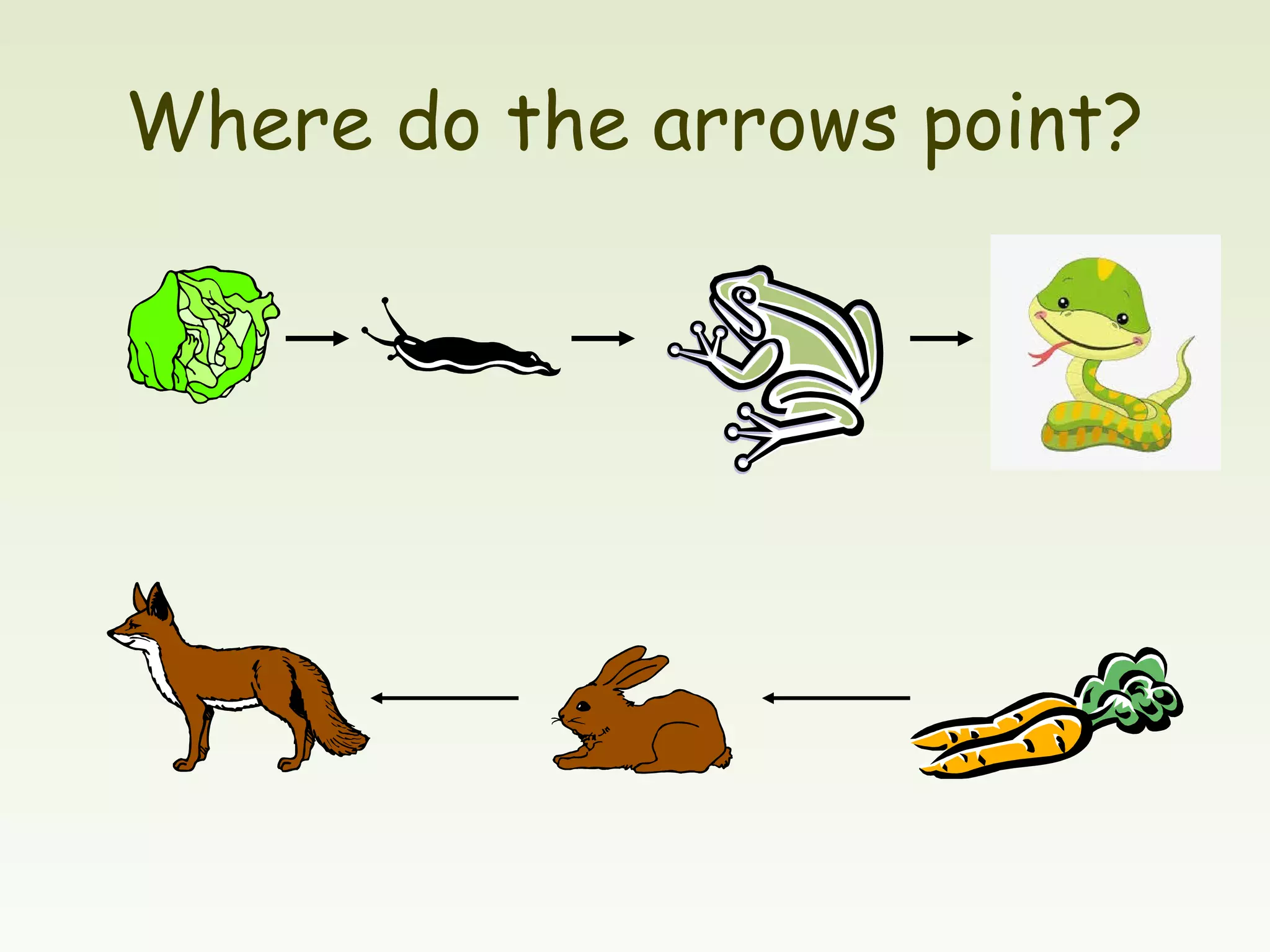 Food webs ppt | PPT