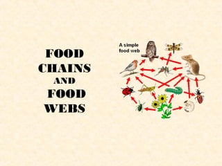 Food webs ppt | PPT