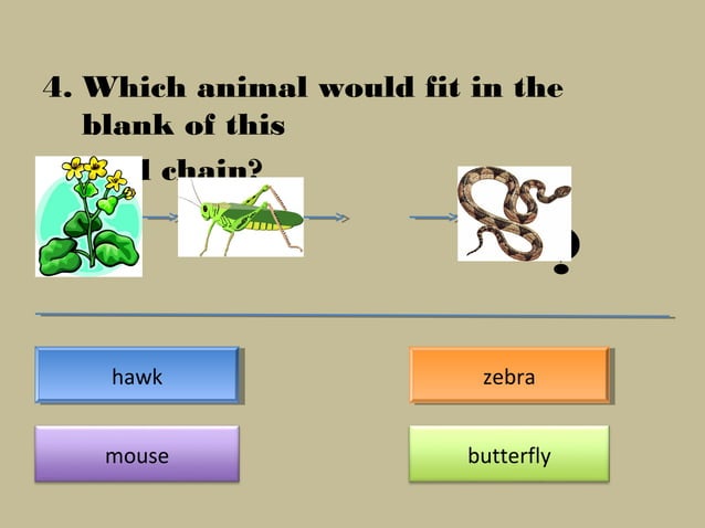 Food webs ppt | PPT
