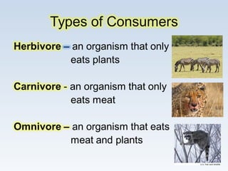 Food webs ppt | PPT