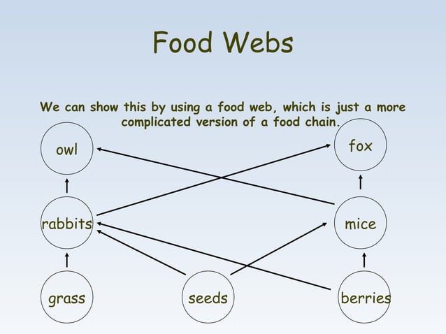 Food webs ppt | PPT