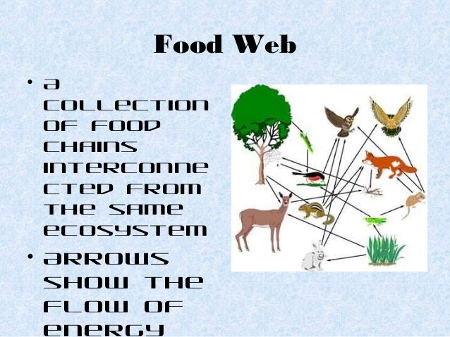 Food webs ppt
