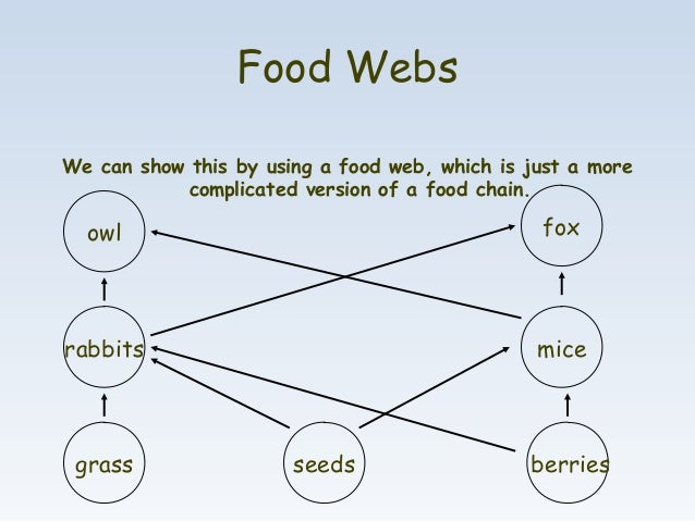 Food webs ppt