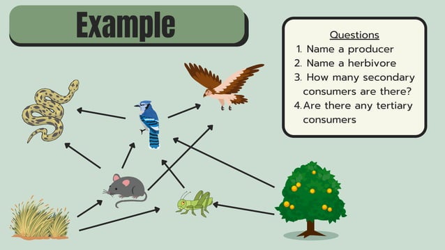 Food Webs ppt.pdf