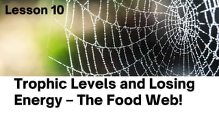 Food Web Template.pptx