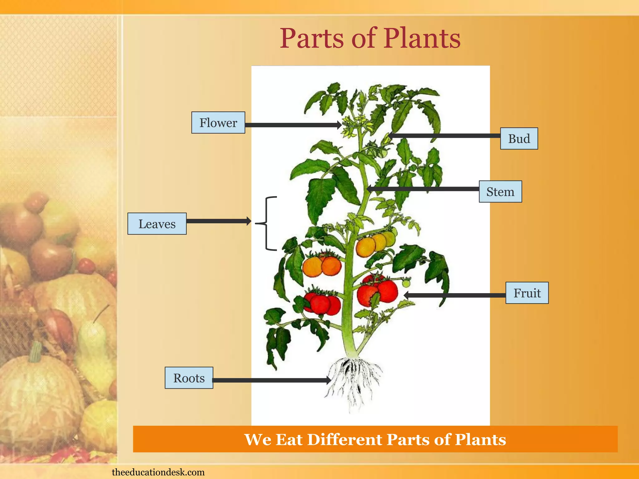 Environmental Science (EVS) : Food We Eat (Class I) | PDF