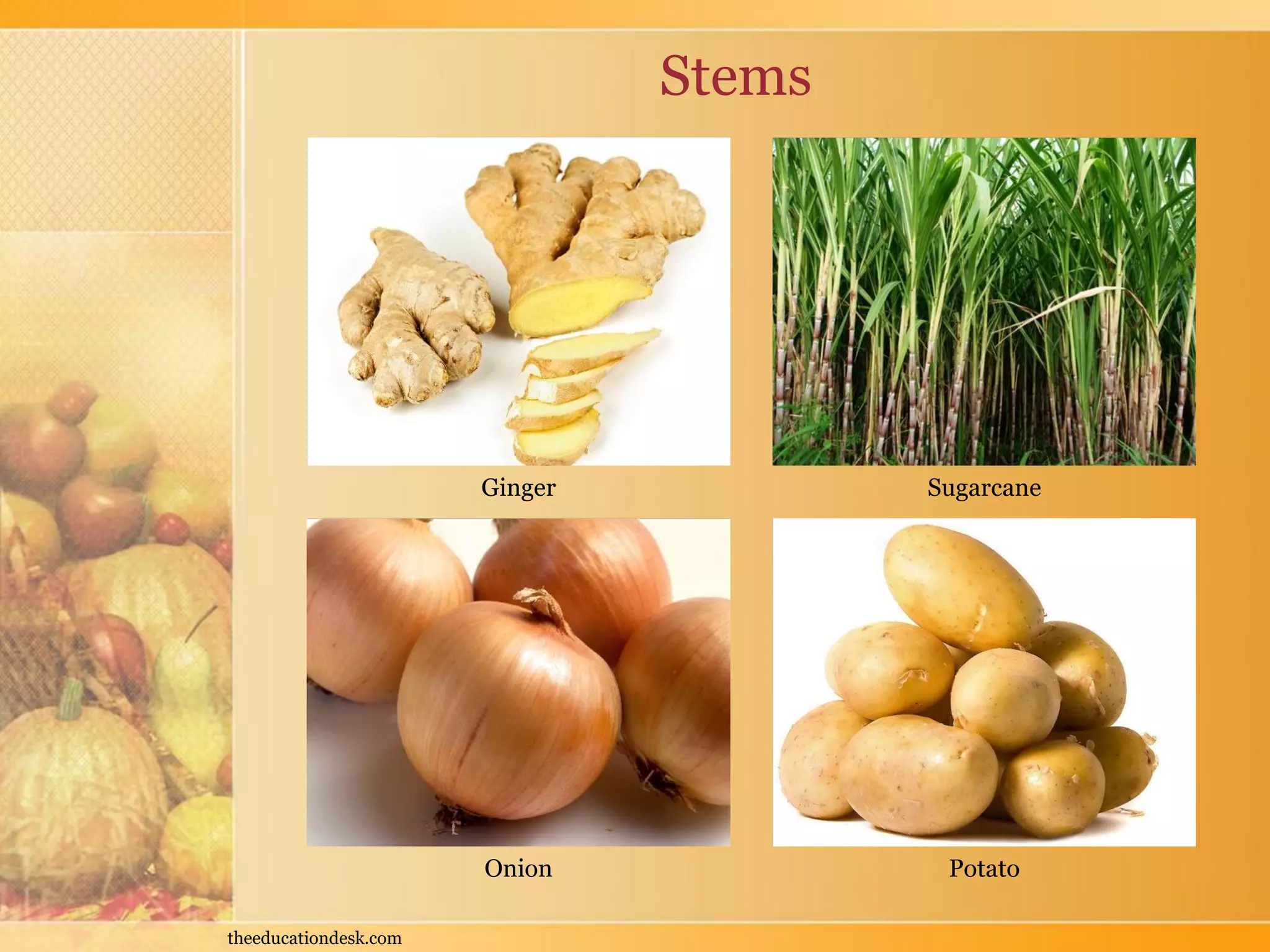 Environmental Science (EVS) : Food We Eat (Class I) | PDF