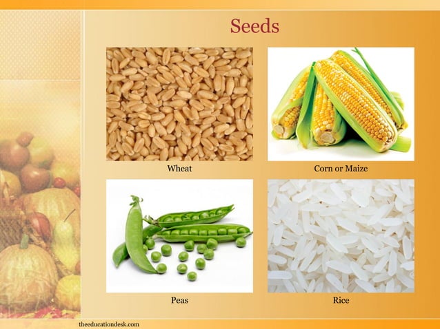 Environmental Science (EVS) : Food We Eat (Class I) | PDF | Healthy ...