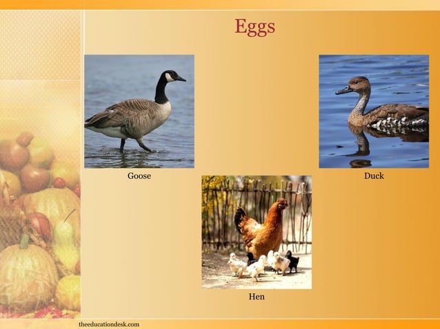 Environmental Science (EVS) : Food We Eat (Class I) | PDF | Healthy ...