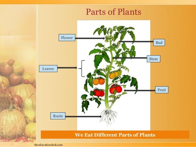 Environmental Science (EVS) : Food We Eat (Class I)