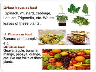 Food :where does it come from? | PPTX