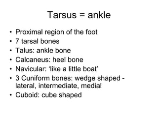 FOOT.ppt