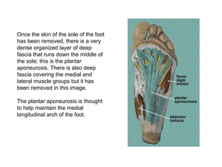 FOOT.pptx