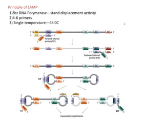 Recent Advances in Diagnosis of Foot-and-Mouth Disease | PPTX