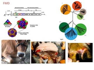 Recent Advances in Diagnosis of Foot-and-Mouth Disease | PPTX ...