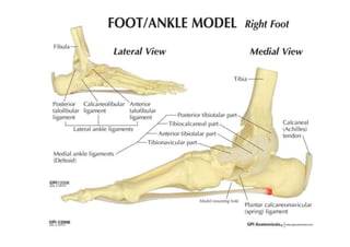 Foot ankle lateral-medial views | DOCX