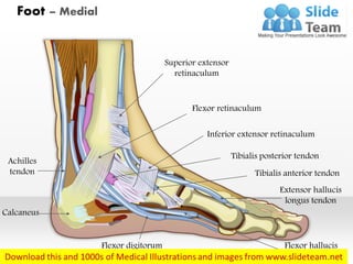 Flexor Retinaculum Foot