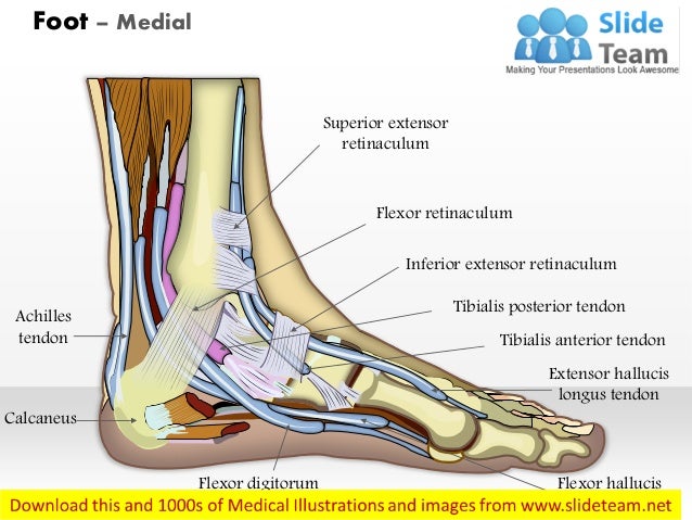 Foot medial medical images for power point