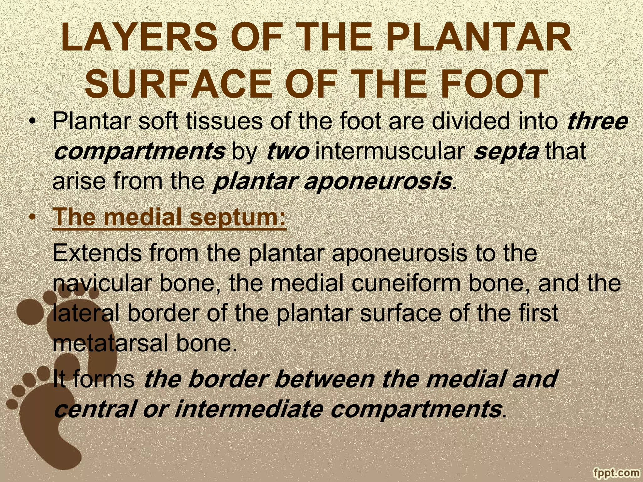 Foot radiological anatomy. shorouk zaki | PDF