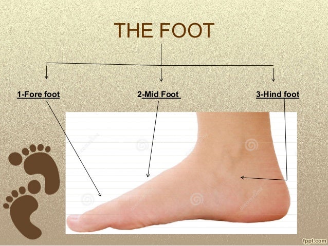 Foot radiological anatomy. shorouk zaki