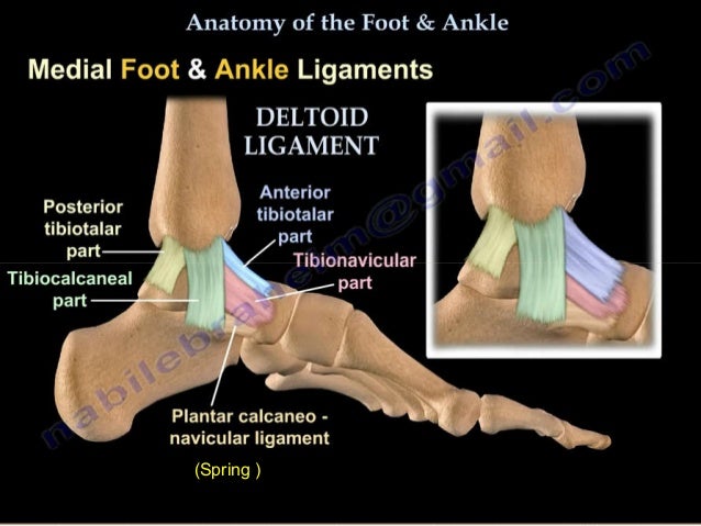 Foot radiological anatomy. shorouk zaki