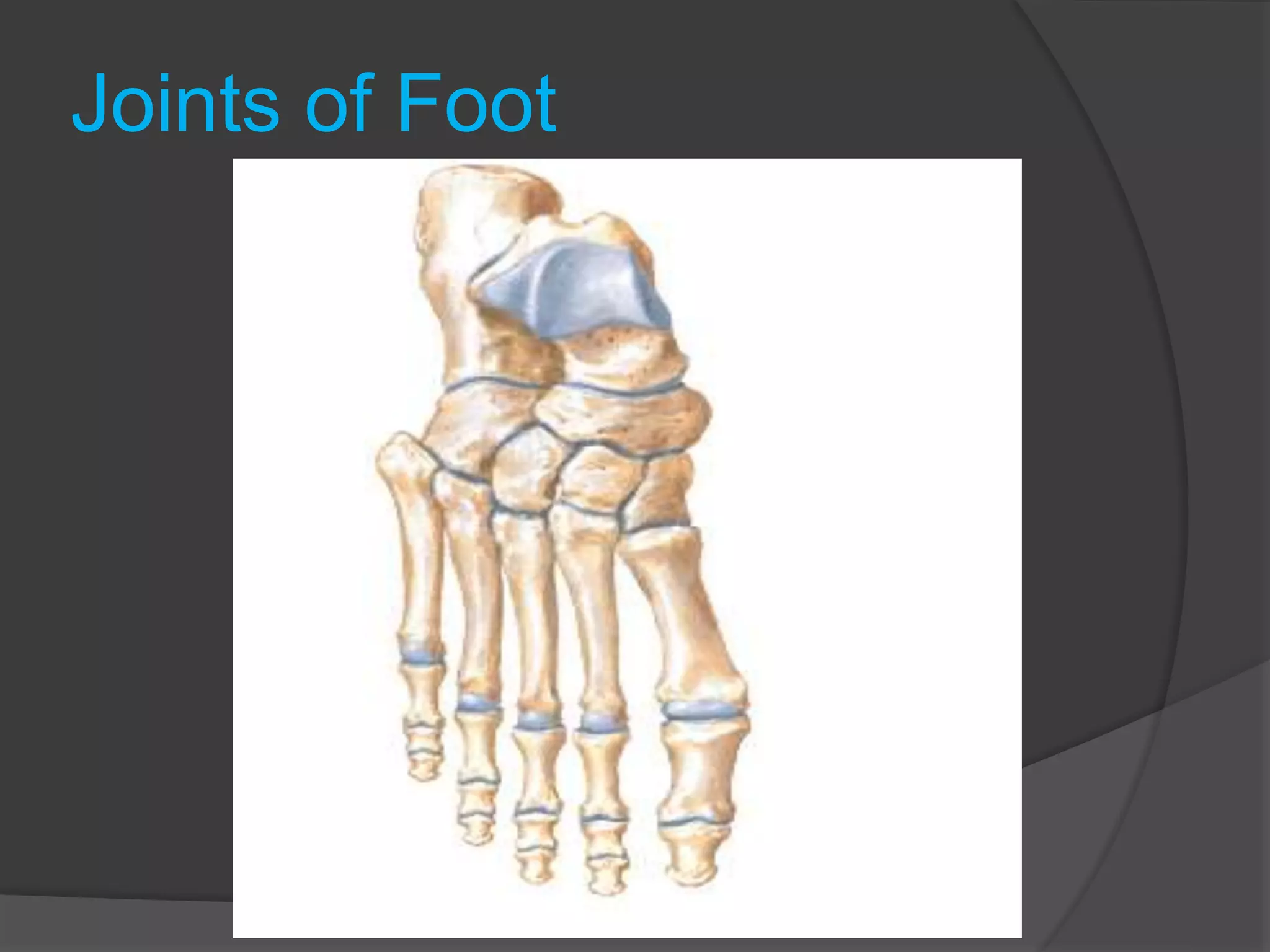 Foot clinical and applied anatomy | PPTX