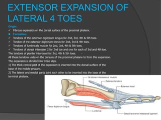 Foot clinical and applied anatomy | PPTX