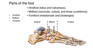 Foot Anatomy.pptx