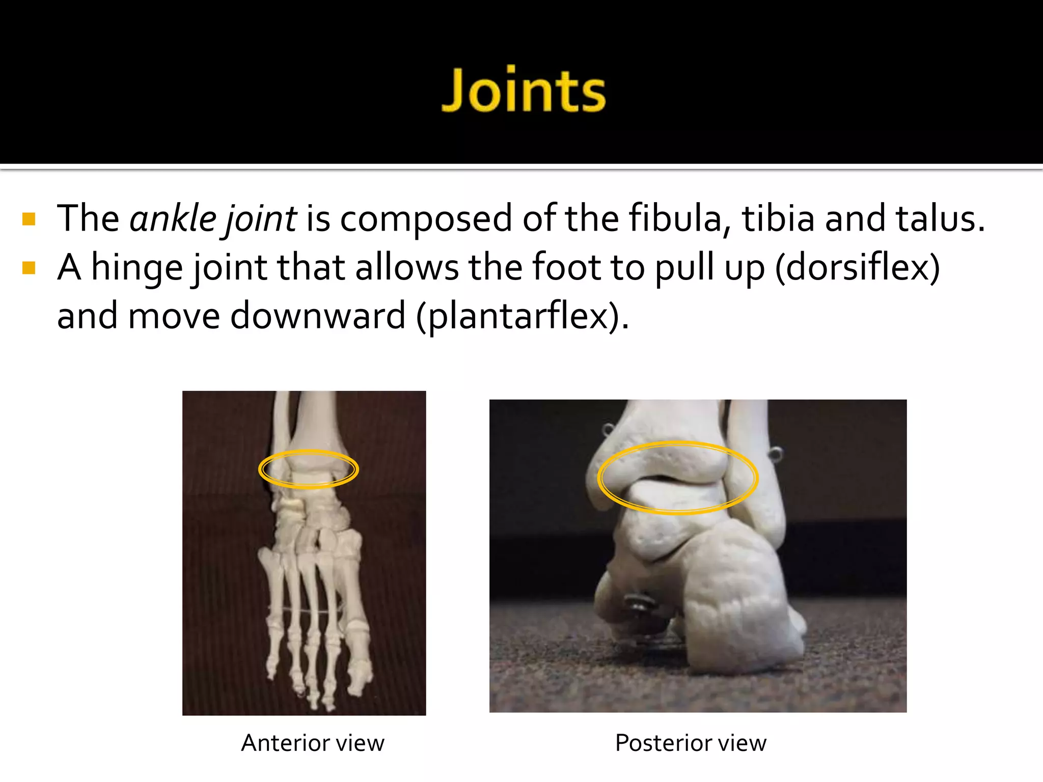 Foot Anatomy.ppt