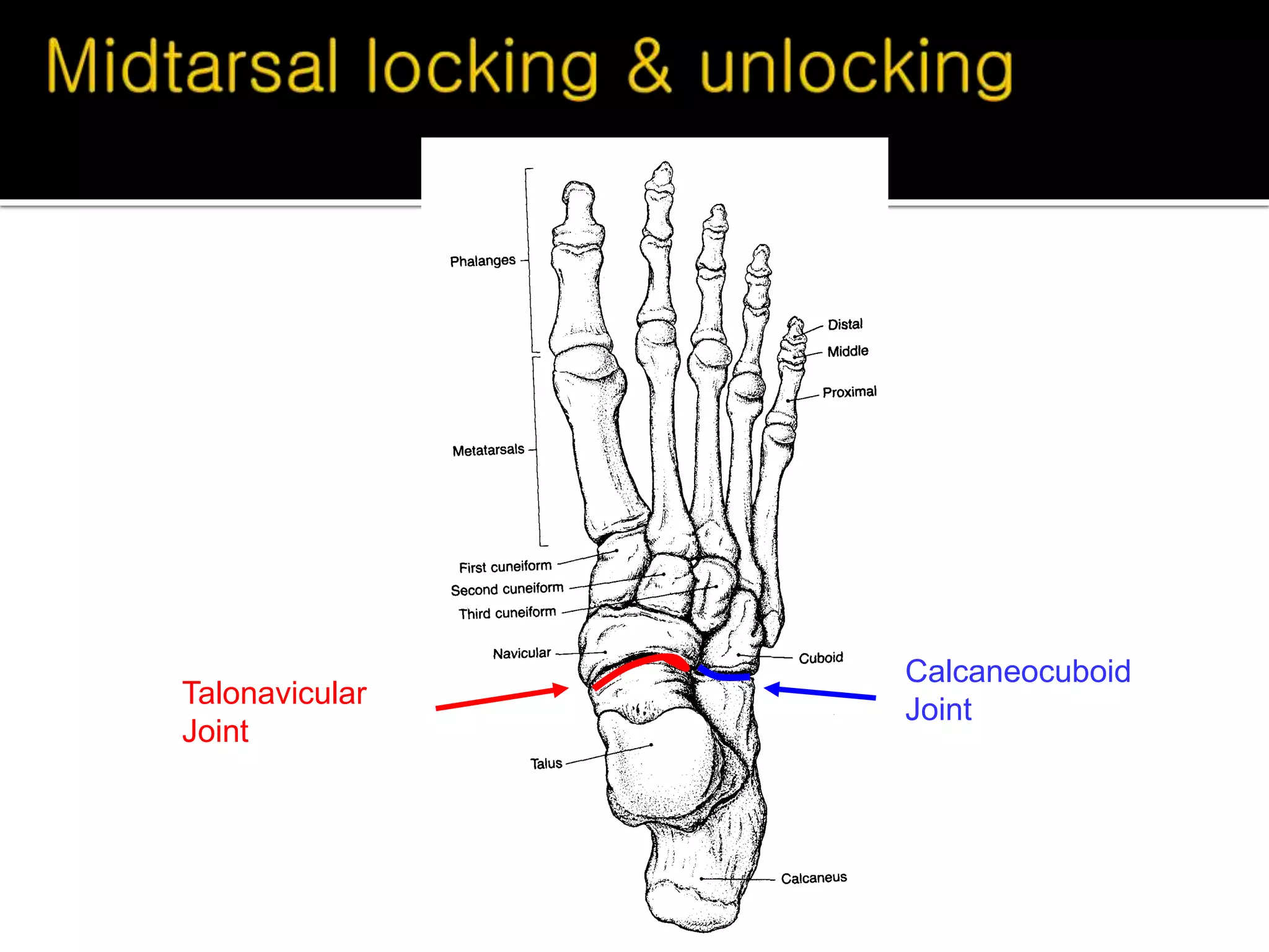 Foot Anatomy.ppt