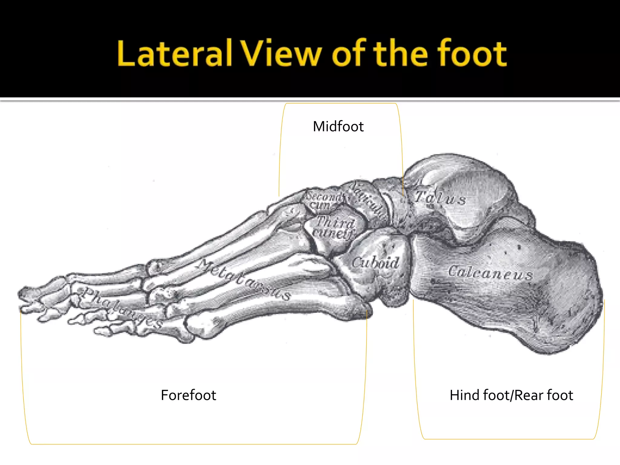 Foot Anatomy.ppt