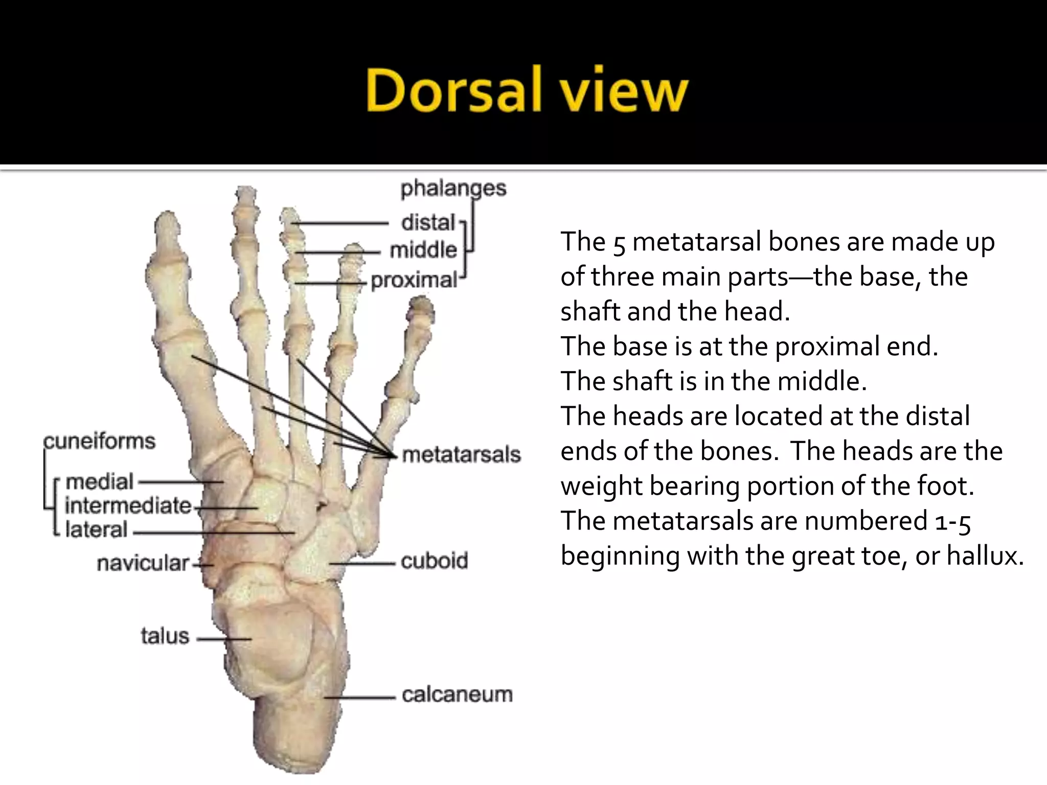 Foot Anatomy.ppt
