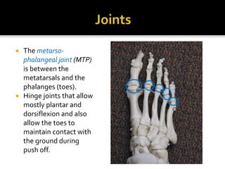 Foot Anatomy.ppt