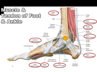 Foot Anatomy.ppt