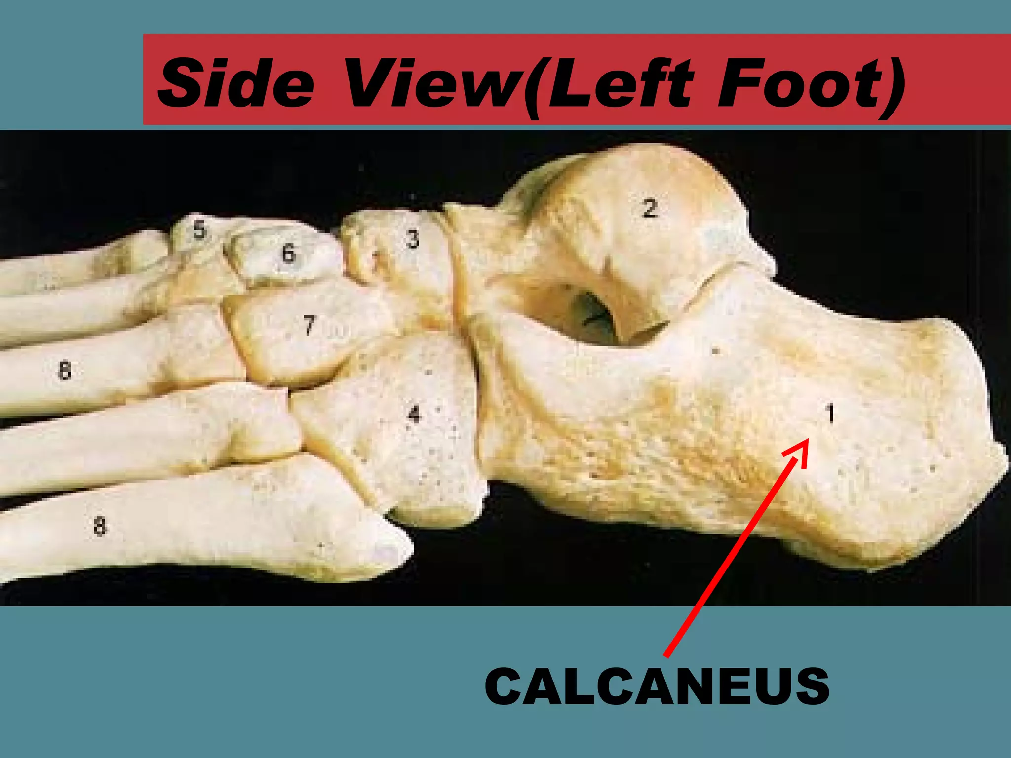 Foot anatomy ppt | PPT