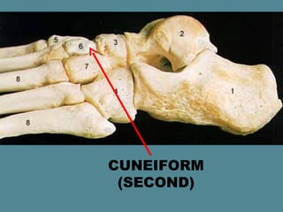 Foot anatomy ppt | PPT