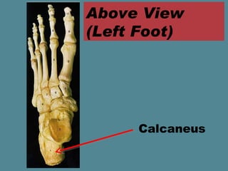 Foot anatomy ppt | PPT