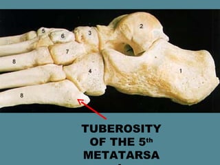 Foot anatomy ppt | PPT